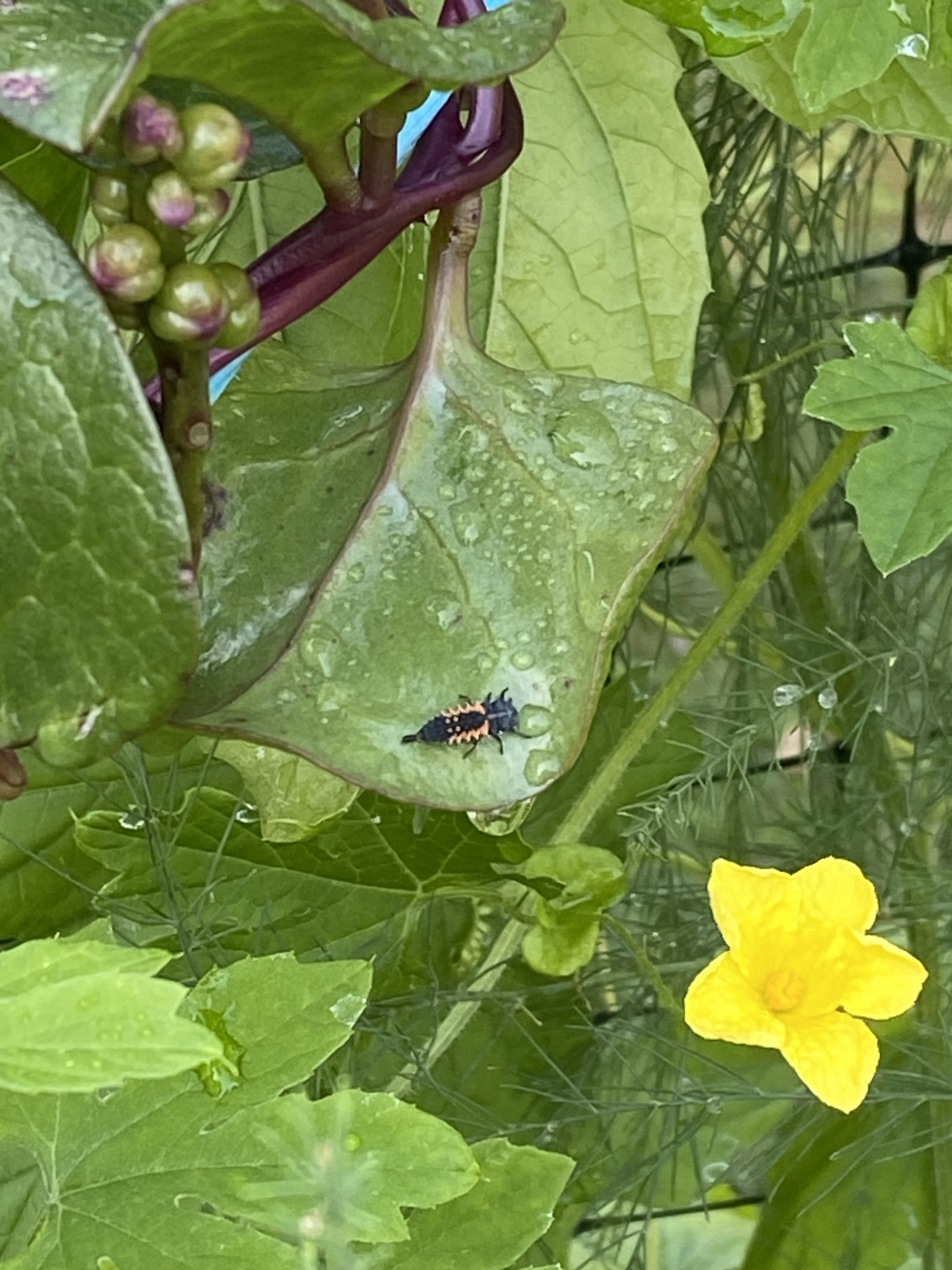 Malabar Spinach and Insects – GardenQuest